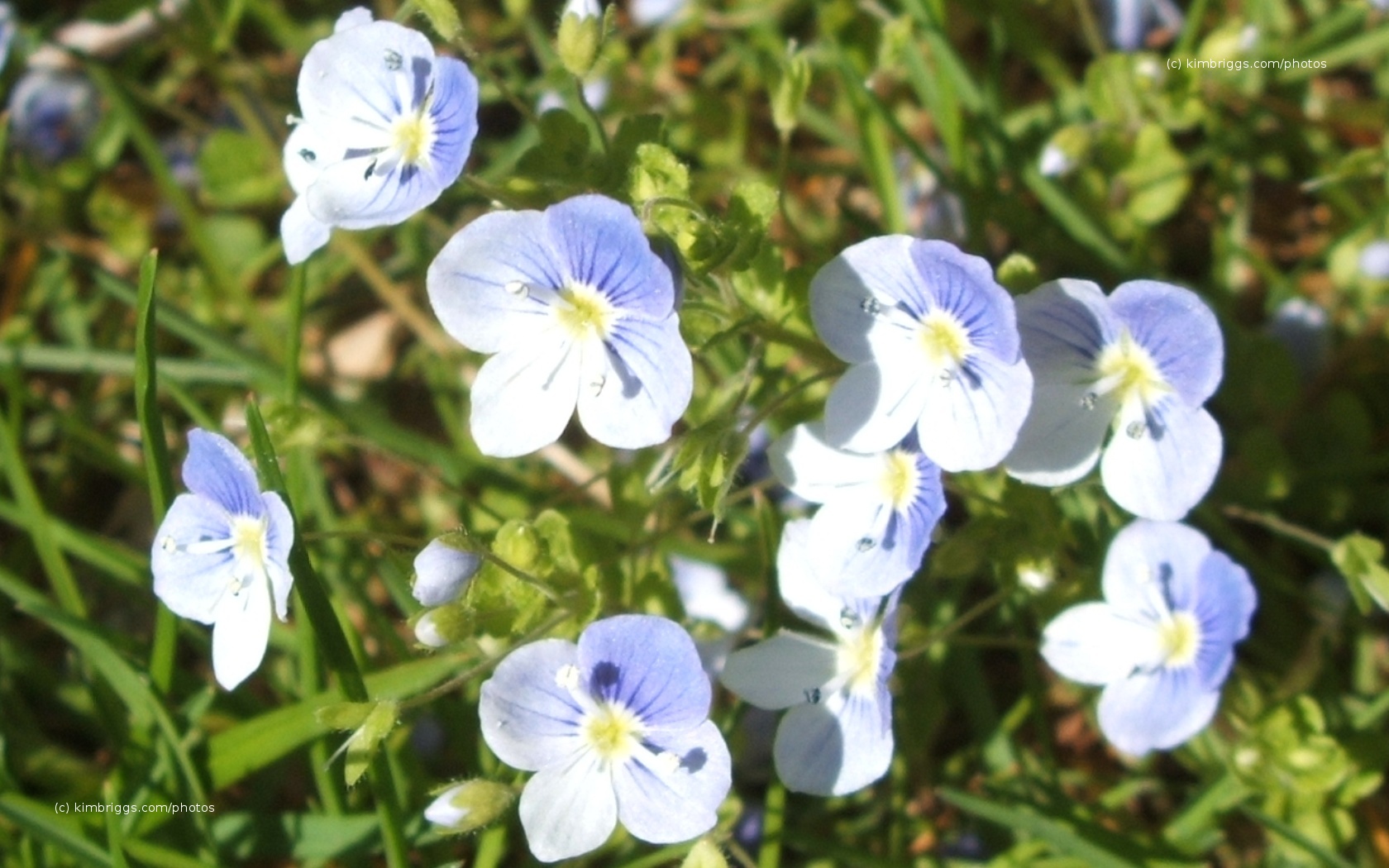 Free Desktop Wallpaper Photos 16x9: Flowers & Nature