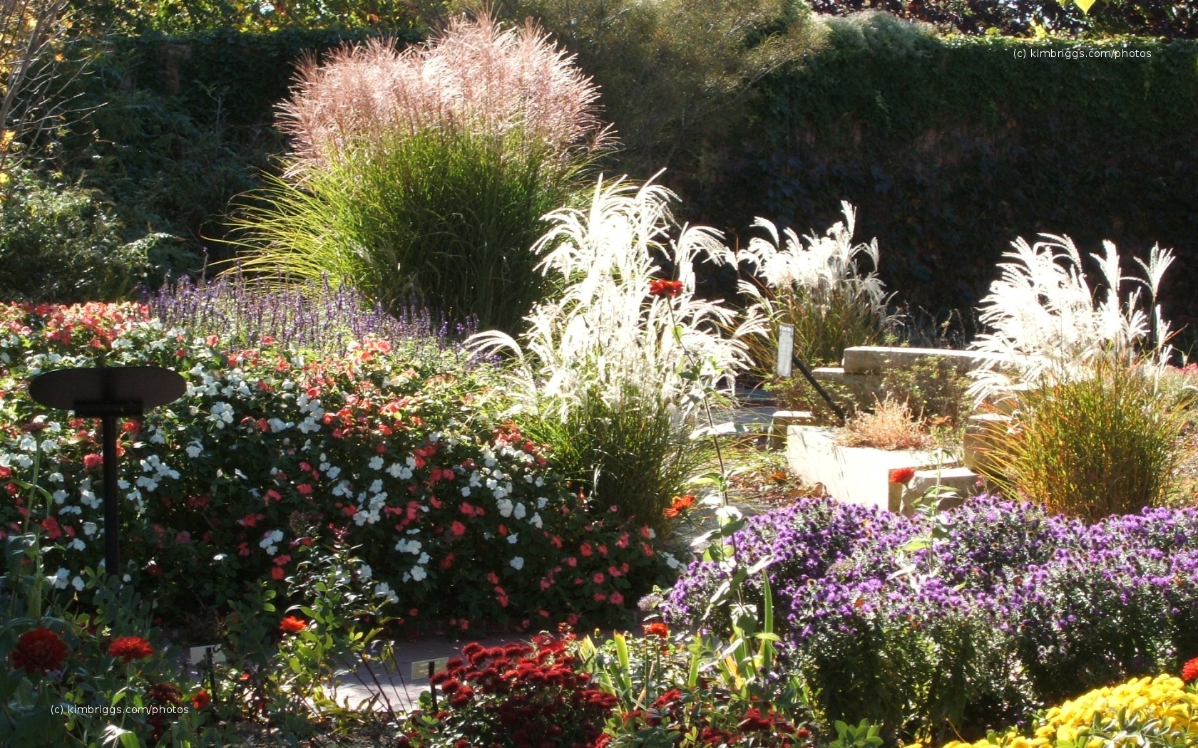 Free Desktop Wallpaper Photos 16x9: Flowers & Nature