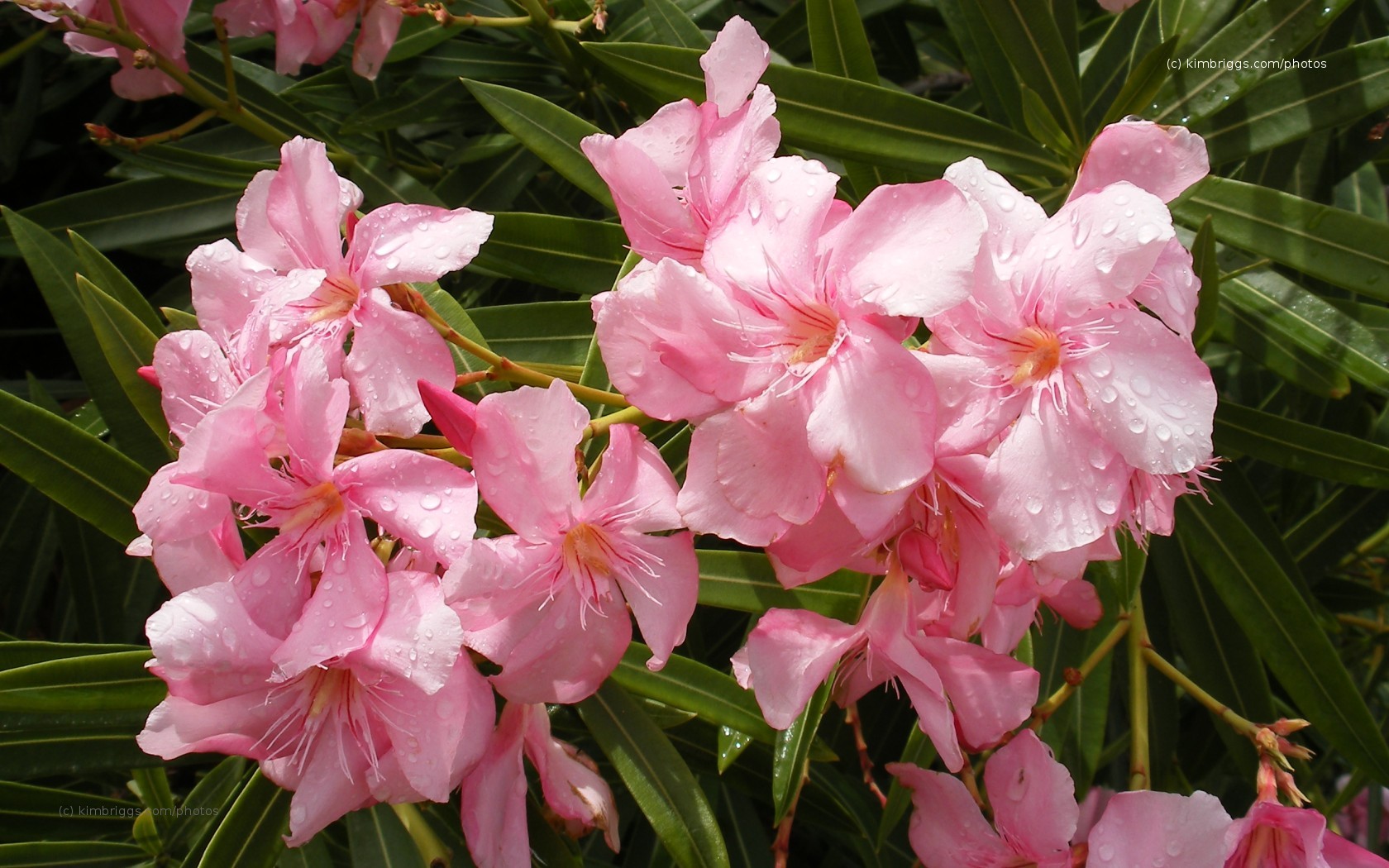 Free Desktop Wallpaper Photos 16x9: Flowers & Nature